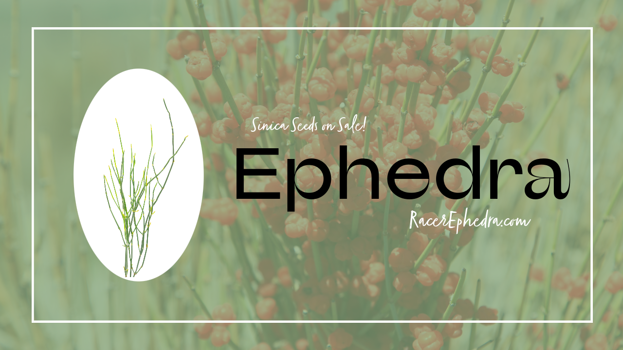 Buy Legal Ephedra Sinica Seeds for Sale | Racer Ephedra