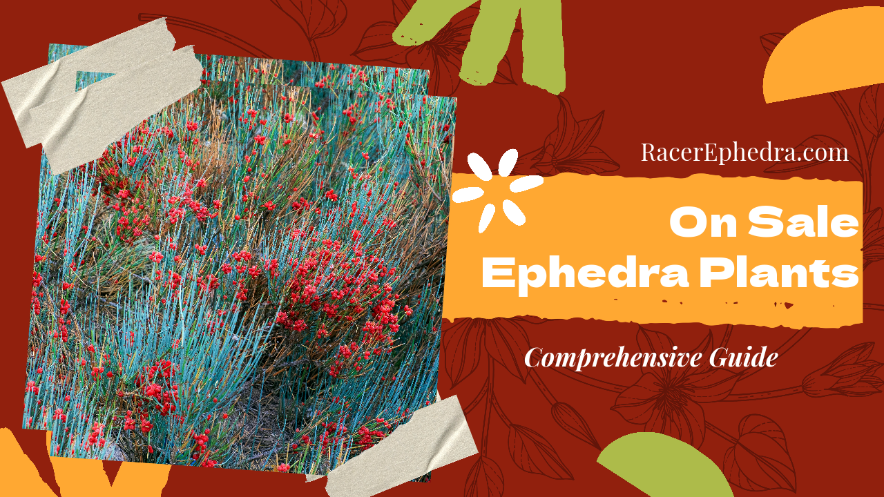 Ephedra Plants Trifurca, Equisetina, Distachya, and Californica